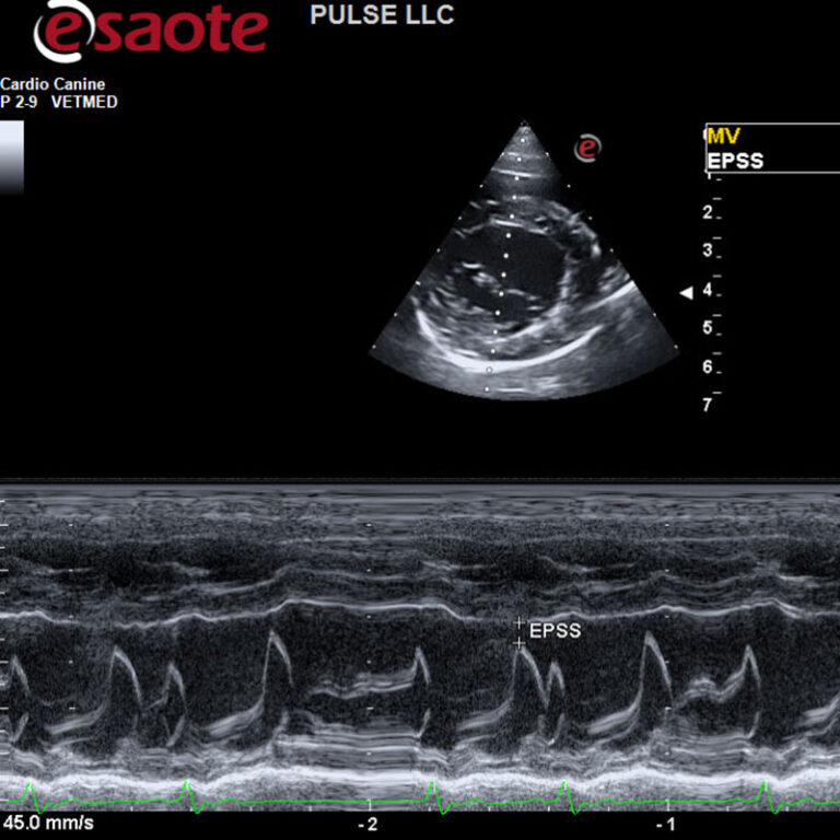 ECHOCARDIOGRAM - Pulse - Pet Ultrasound Services