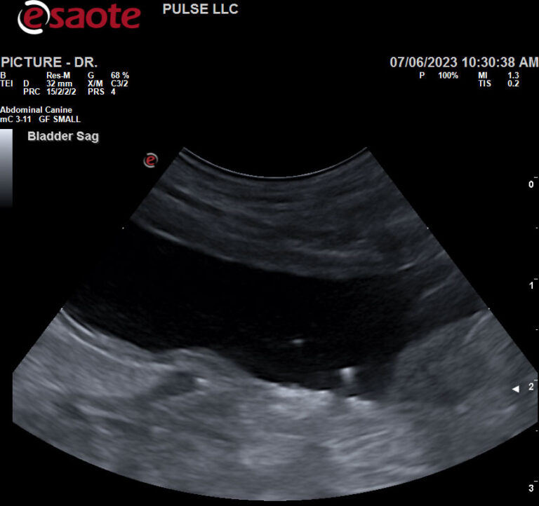 FLUID CAVITY CENTESIS - Pulse - Pet Ultrasound Services